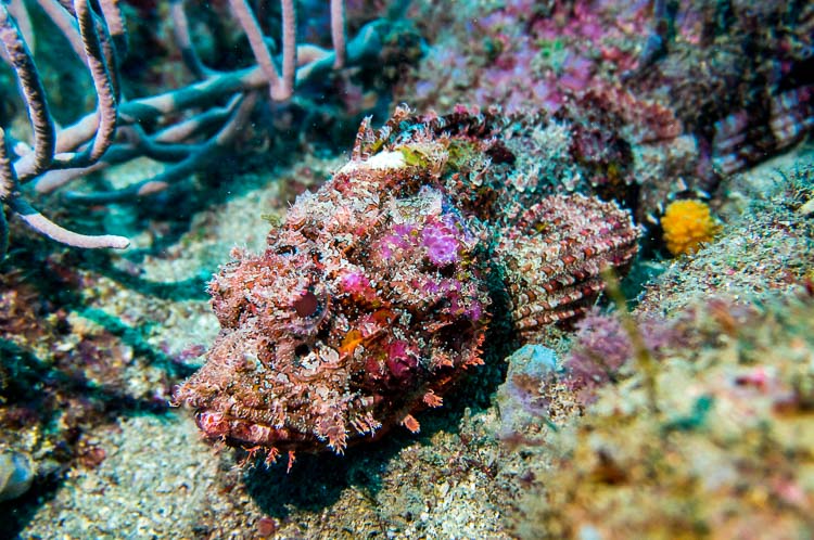 Buceo en Taganga con Divanga Hostel